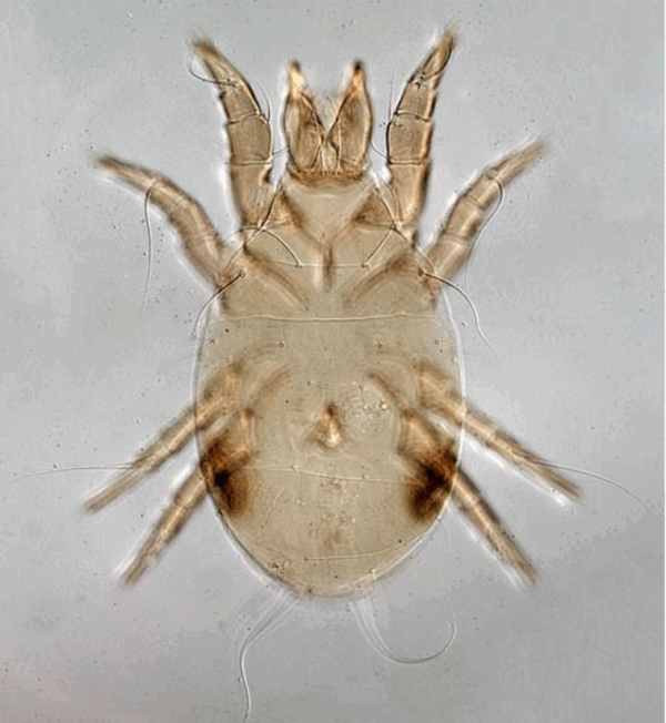 10 common wheat pests and diseases – PlantwisePlus Blog