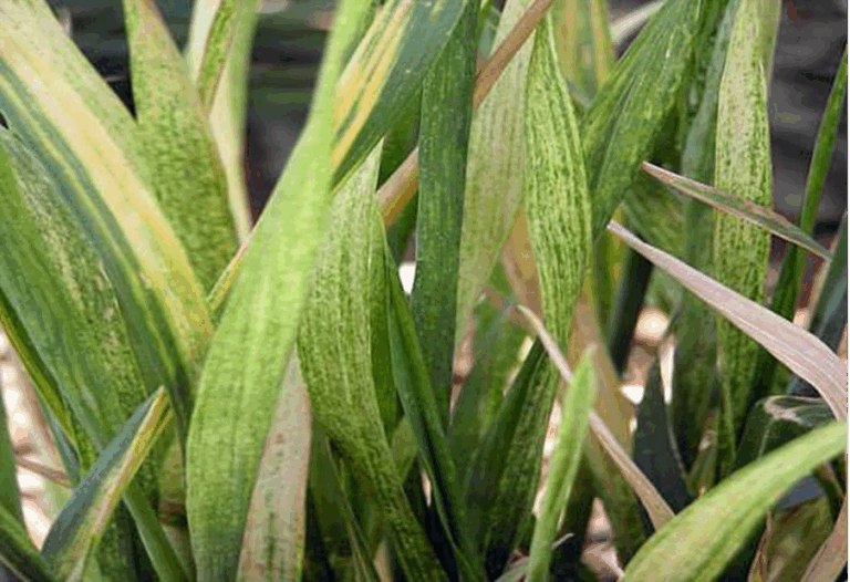 10 common wheat pests and diseases – PlantwisePlus Blog