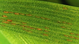 10 common wheat pests and diseases – PlantwisePlus Blog