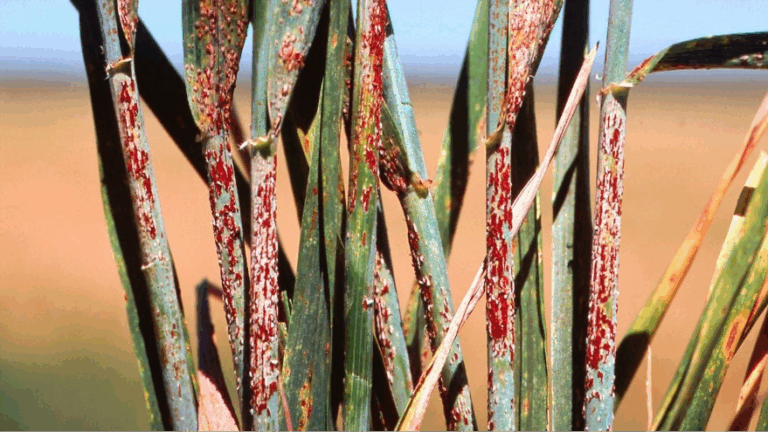 10 common wheat pests and diseases – PlantwisePlus Blog