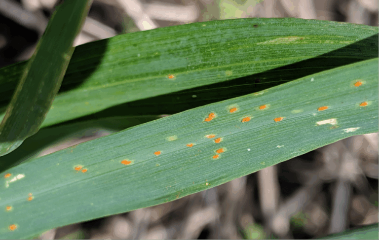 10 common wheat pests and diseases – PlantwisePlus Blog