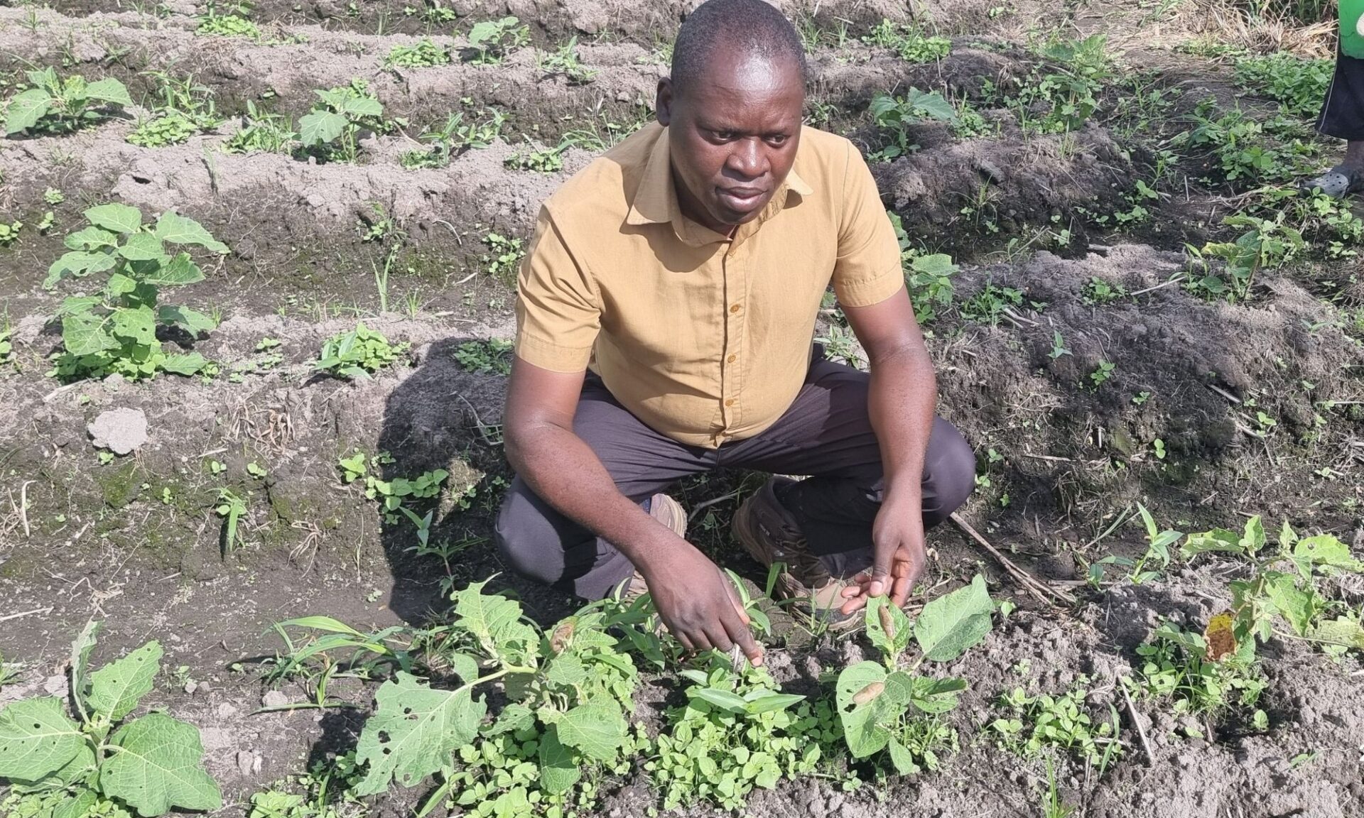 Meet the researcher championing pesticide risk reduction