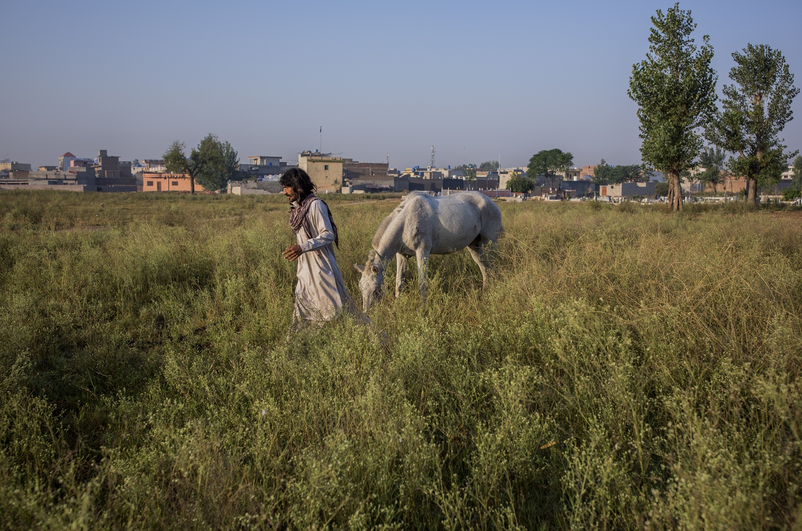 Rooting out parthenium: A milestone moment for sustainable weed ...