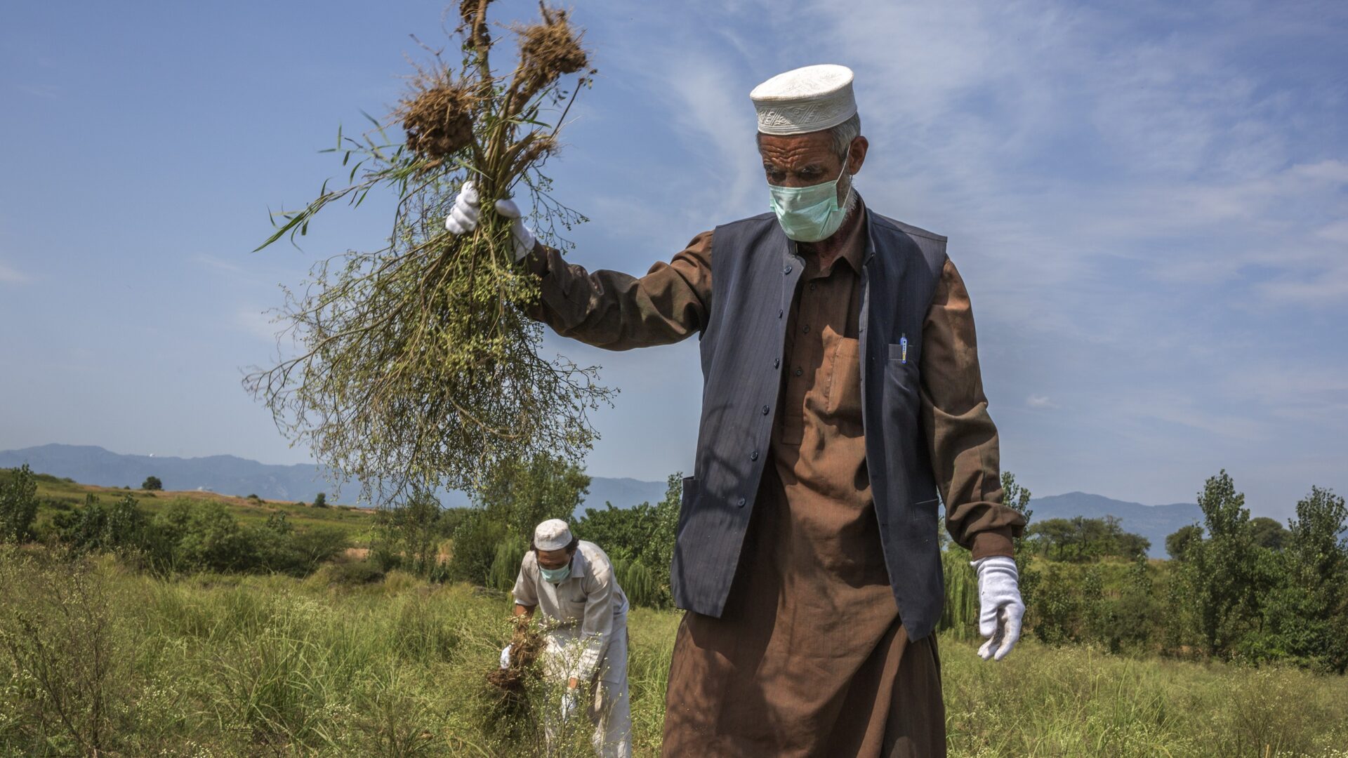 Rooting out parthenium: A milestone moment for sustainable weed ...